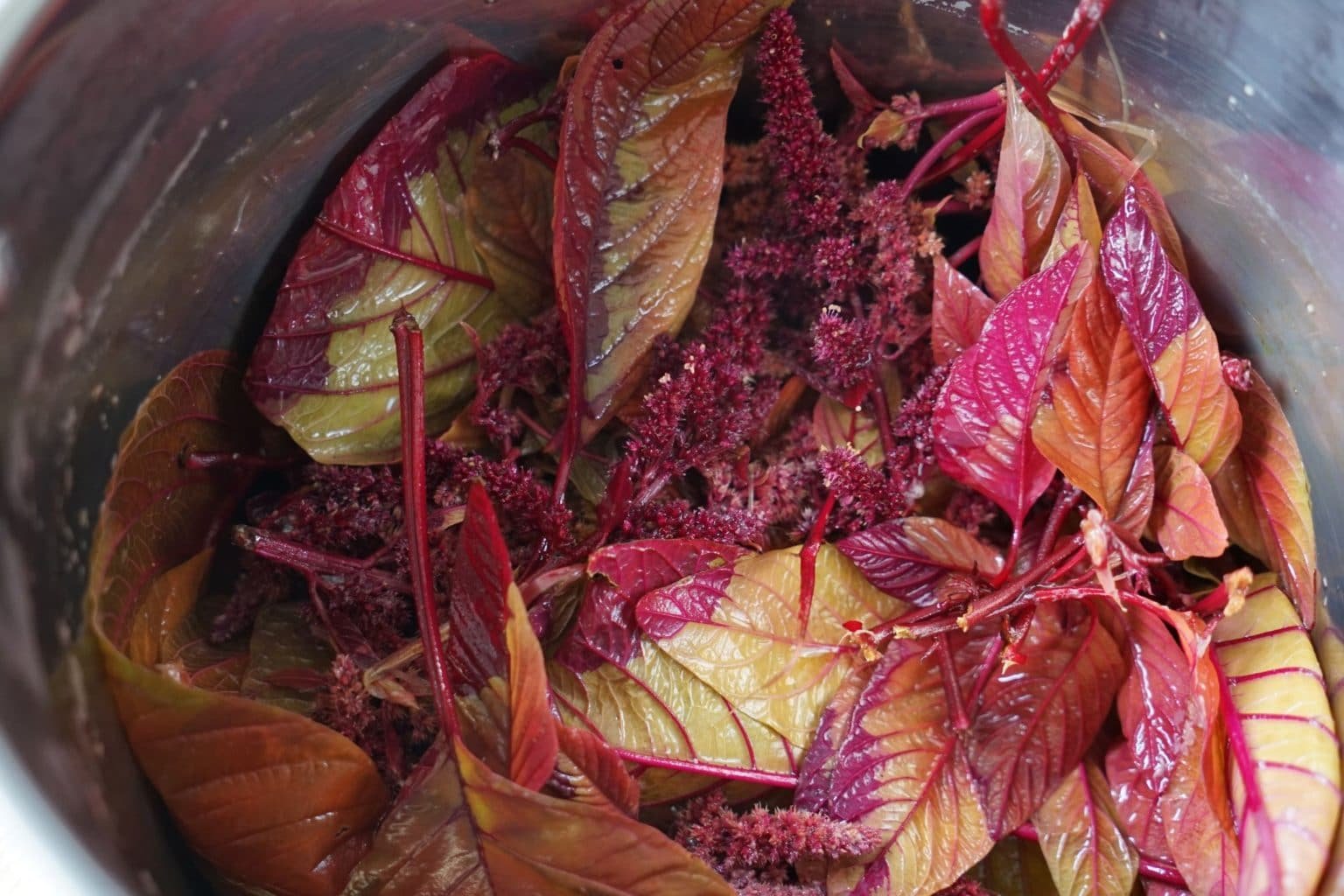 Natural Dyeing With Amaranth - Rosemary And Pines Fiber Arts