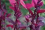 Natural Dyeing With Amaranth - Rosemary And Pines Fiber Arts