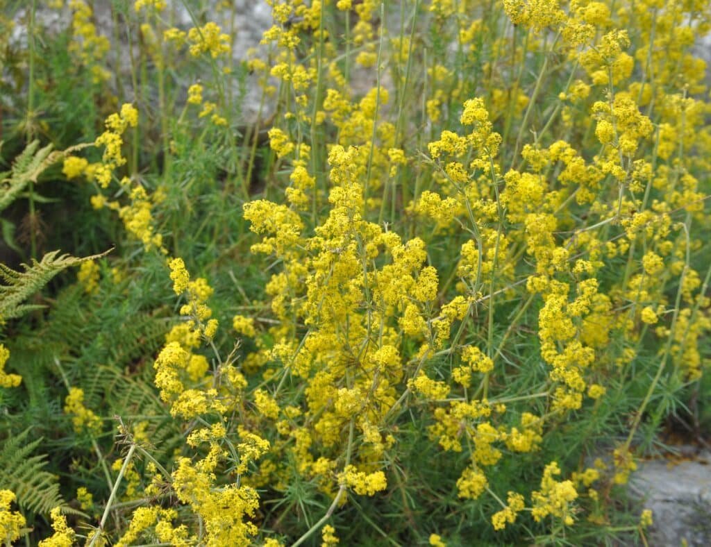 Natural Red Dyes for Yarn and Fabric - Rosemary And Pines Fiber Arts